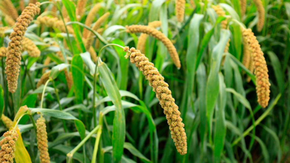 Foxtail Millets Reimagined for Modern Wellness – Delicious Dry fruits ...